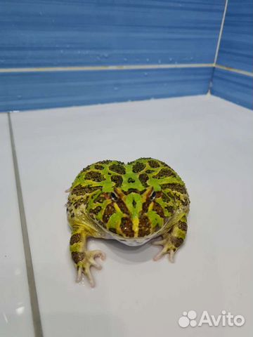 Лягушка рогатка