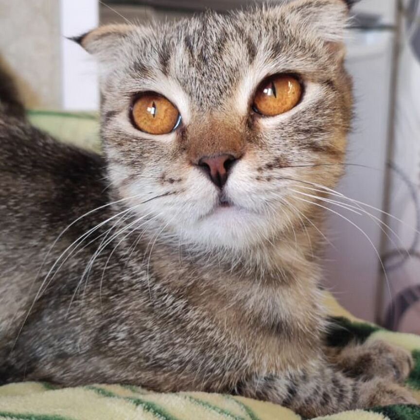 Шотландская вислоухая кошка бесплатно