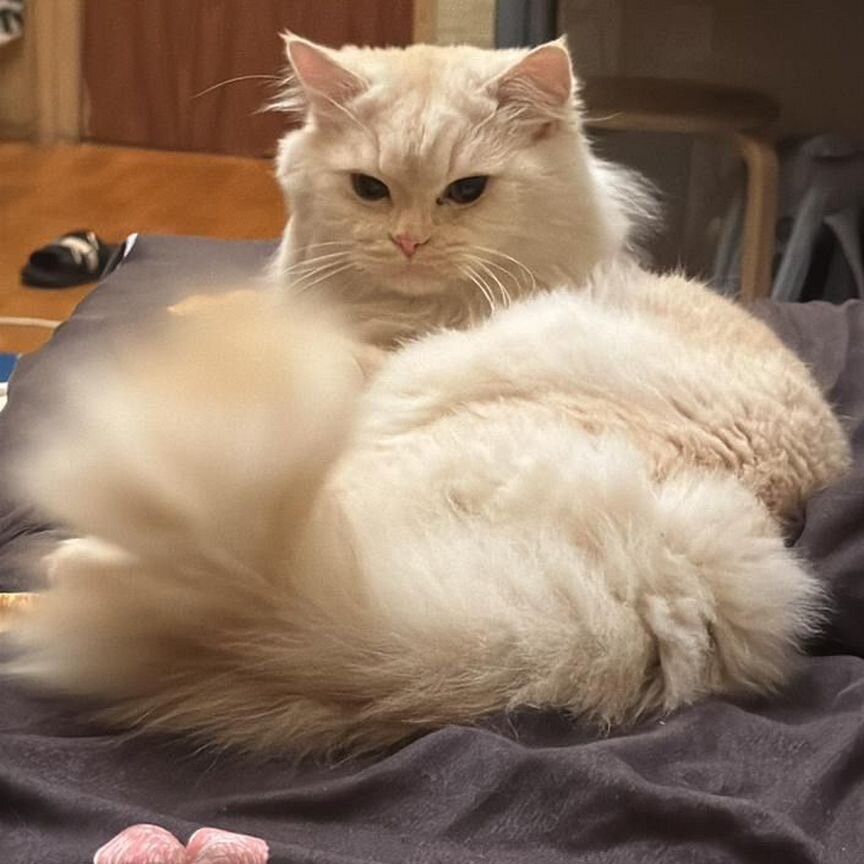 Персидский, взрослый кот