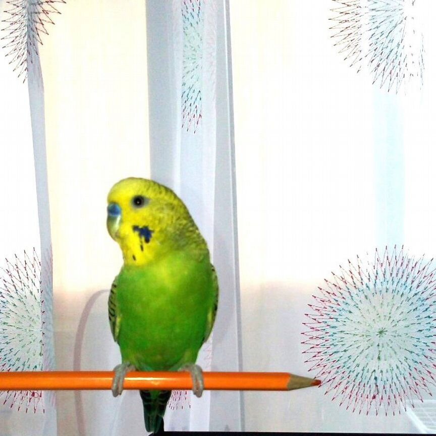 Рисунок питомца по фото