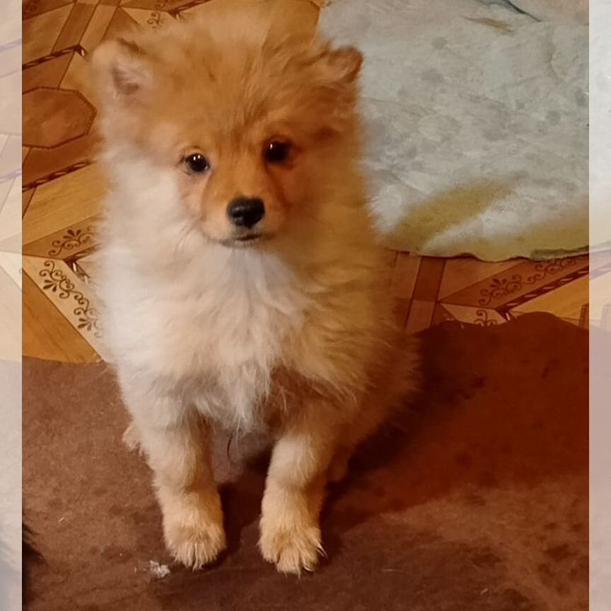 Щенки шпица