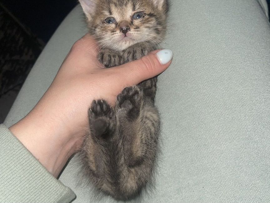 Тигровые котята ищут семью