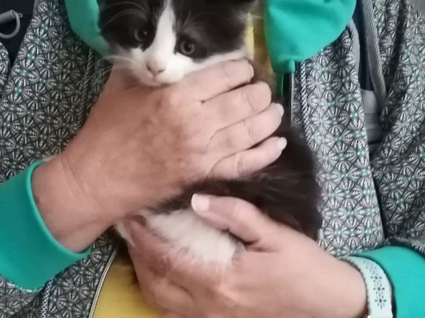 Котята в добрые руки бесплатно