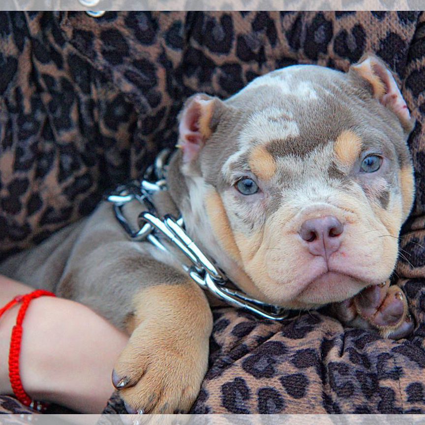 Американский булли, щенок
