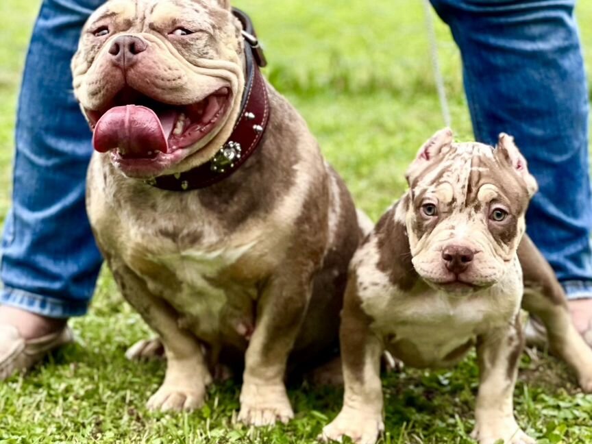 Американский булли