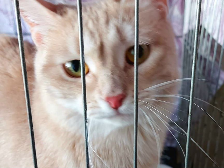 Кошки в добрые руки