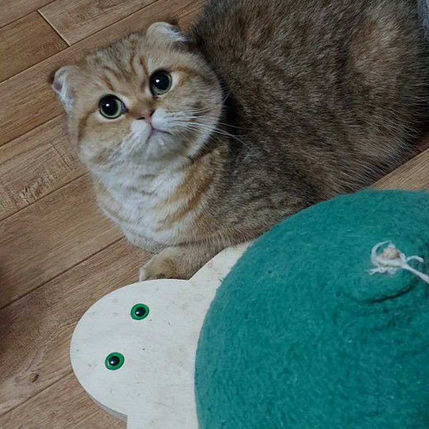 Золотая шиншилла