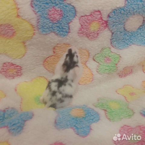 Джунгарский хомяк