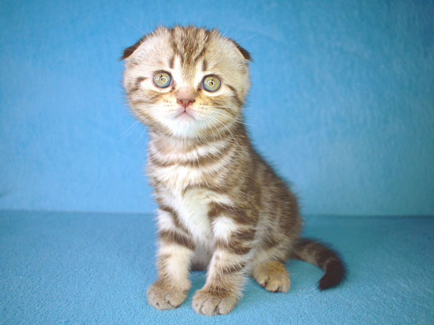 Шотландский вислоухий котенок