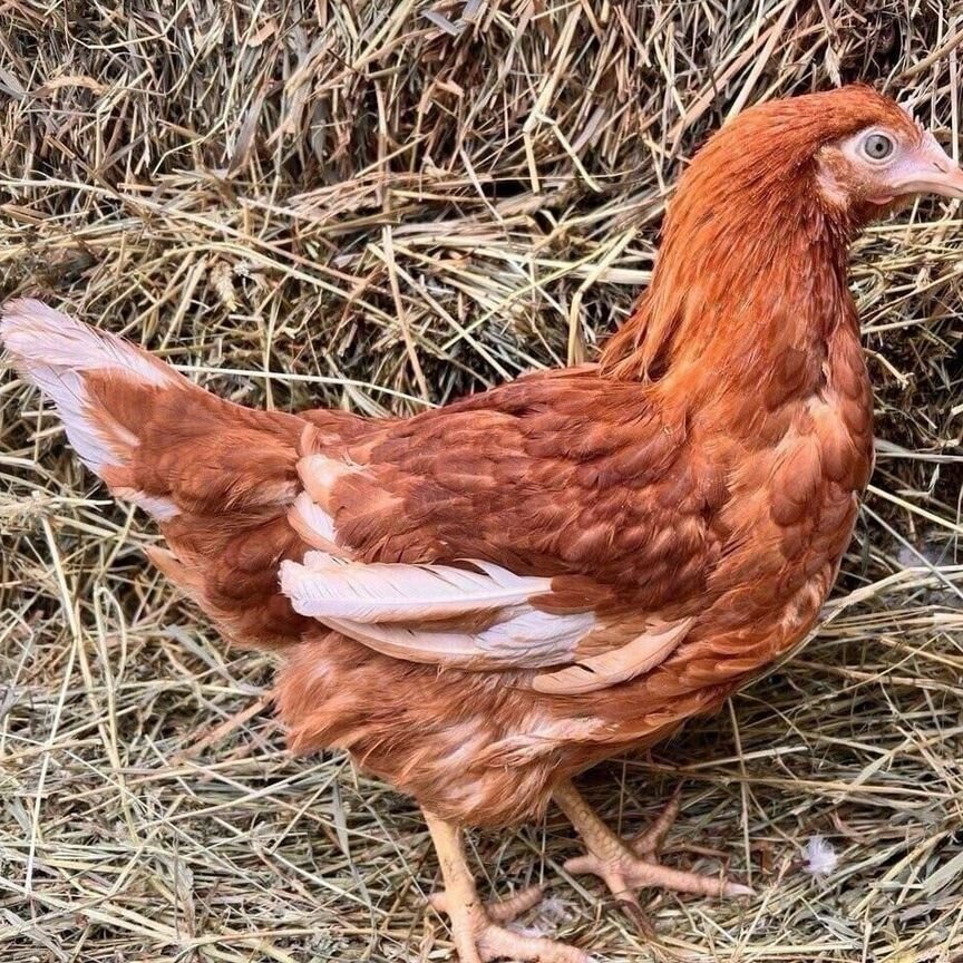 Куры несушки