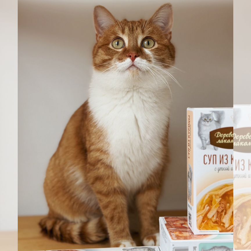 Взрослый кот в добрые руки