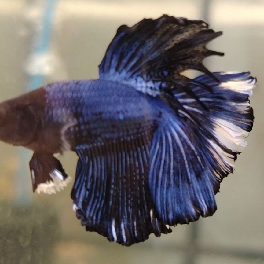 Рыбка петушок сурер дельта