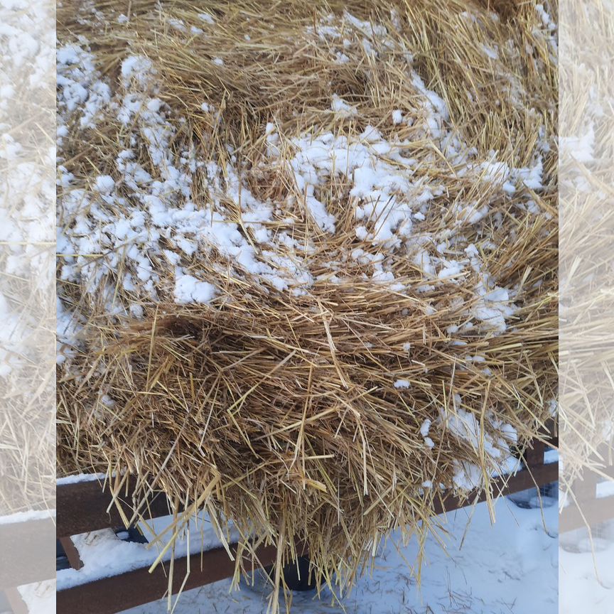 Сено салома свежий урожай в мешках и рулонах