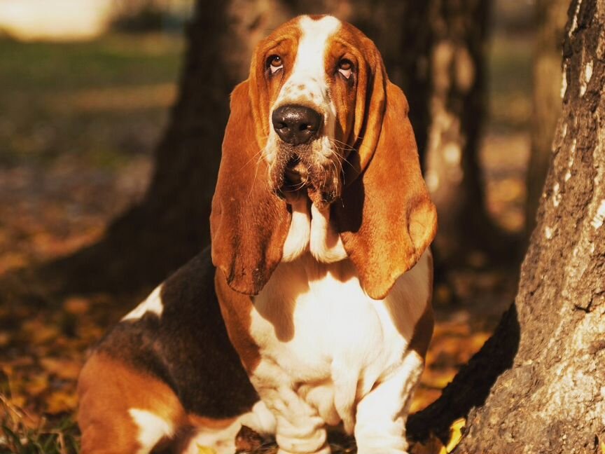 Бассет хаунд вязка