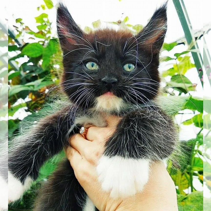 Мейн-кун котёнок