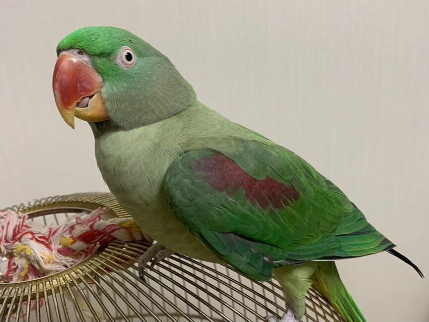 Александрийский попугай