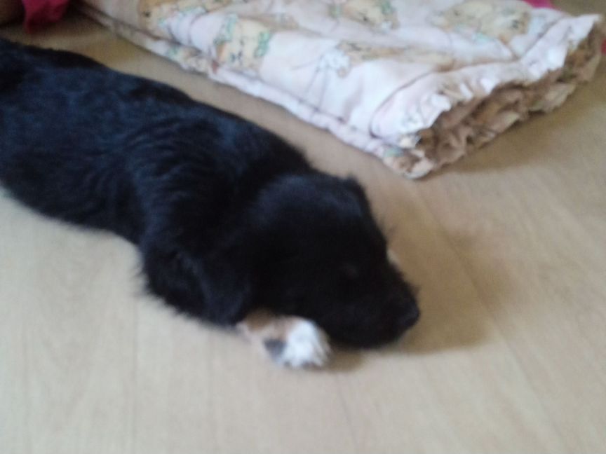 Щенок от маленькой собаки