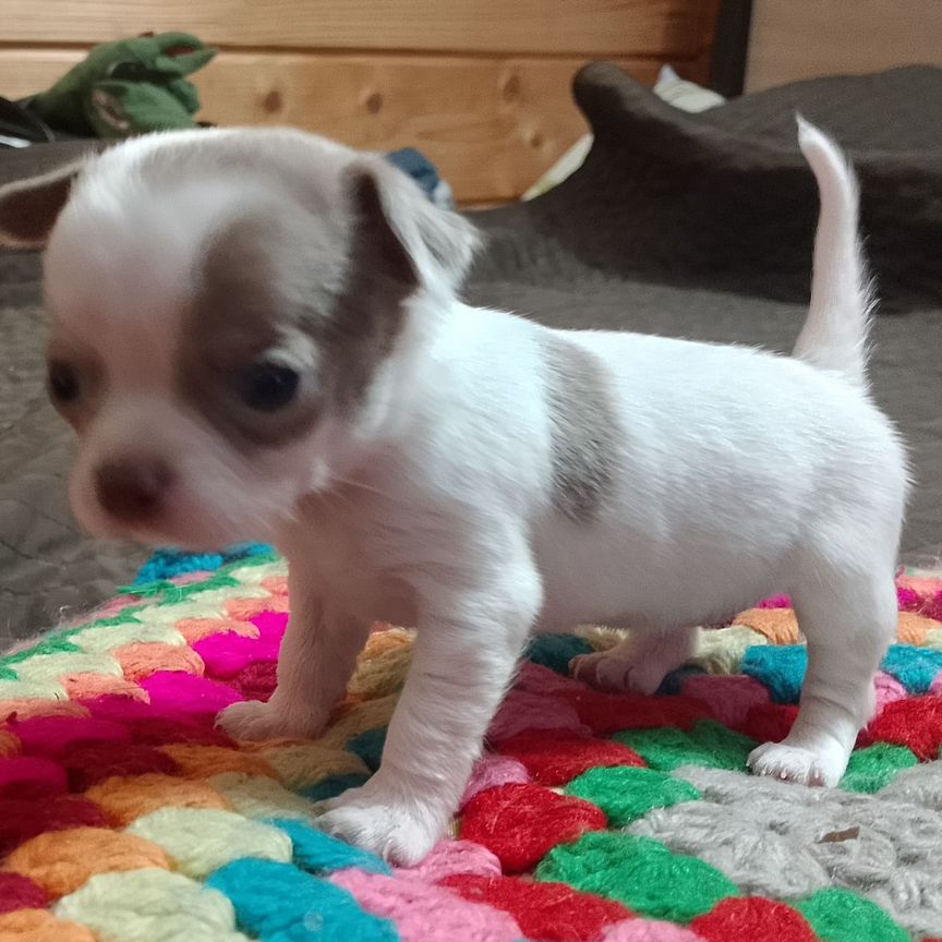 Чихуахуа, щенок