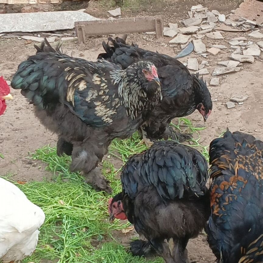 Куры и петухи брама