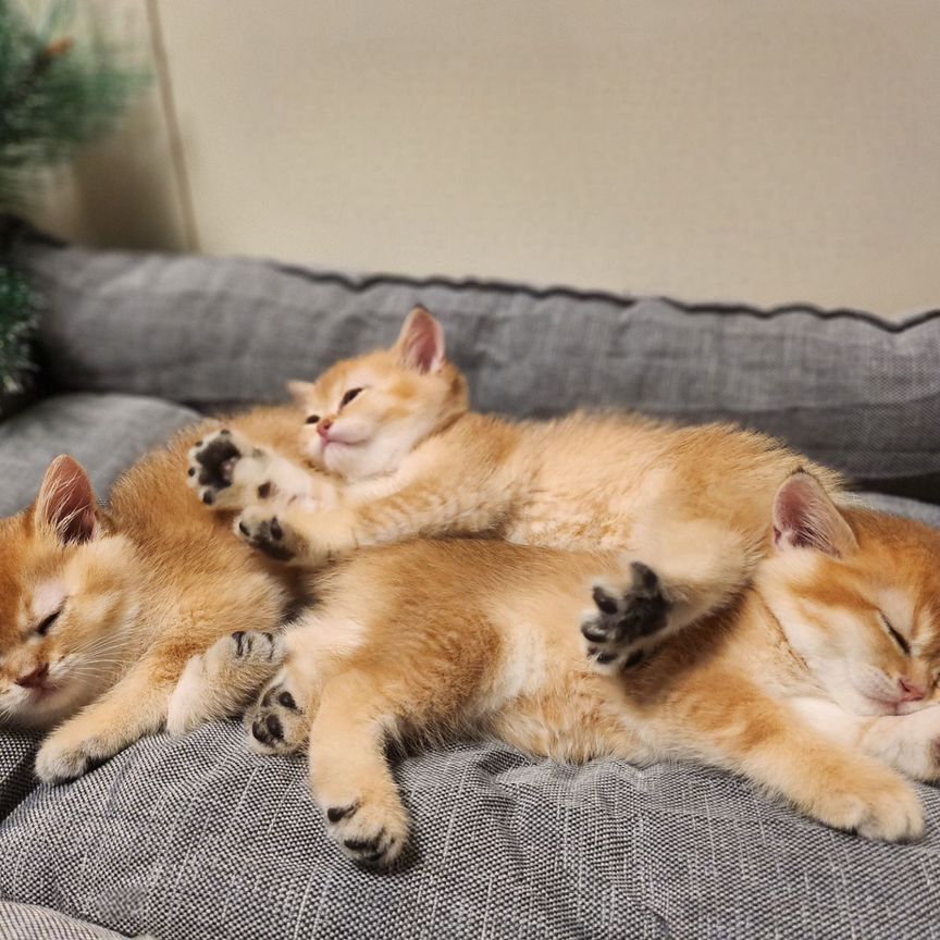 Шотландские котята