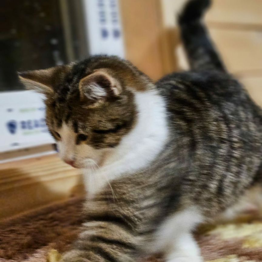 Котик 3 мес