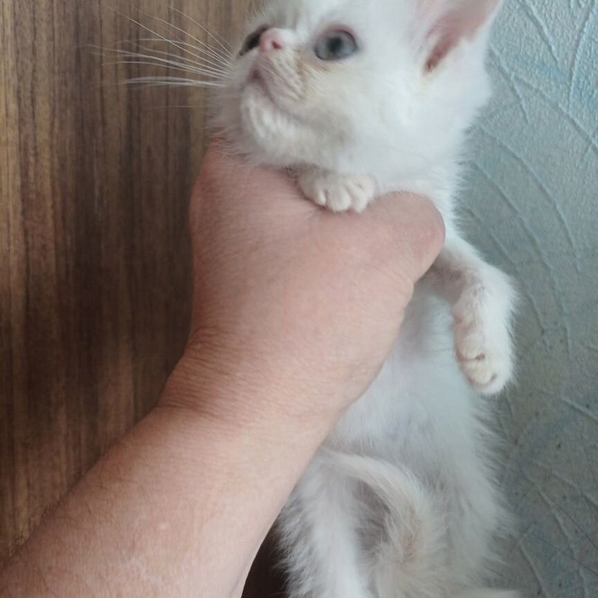 Обалденно ласковые милые котята-экзоты мальчики ра