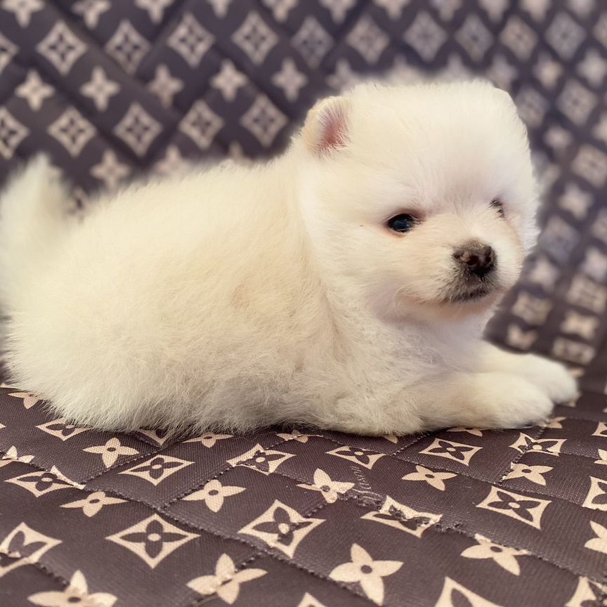 Замечательные мальчишки шпица