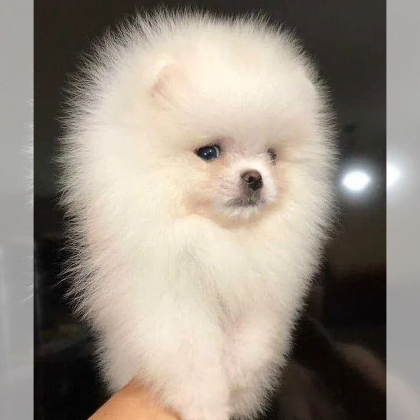 Шпиц — верные и активные малыши