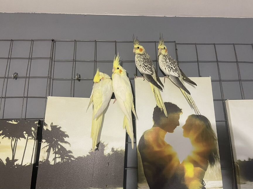 Птенцы Кареллы 2,5 месяца