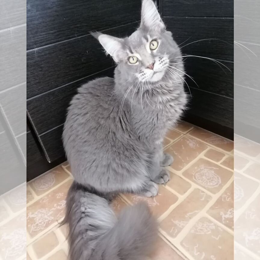 Котёнок мейн кун