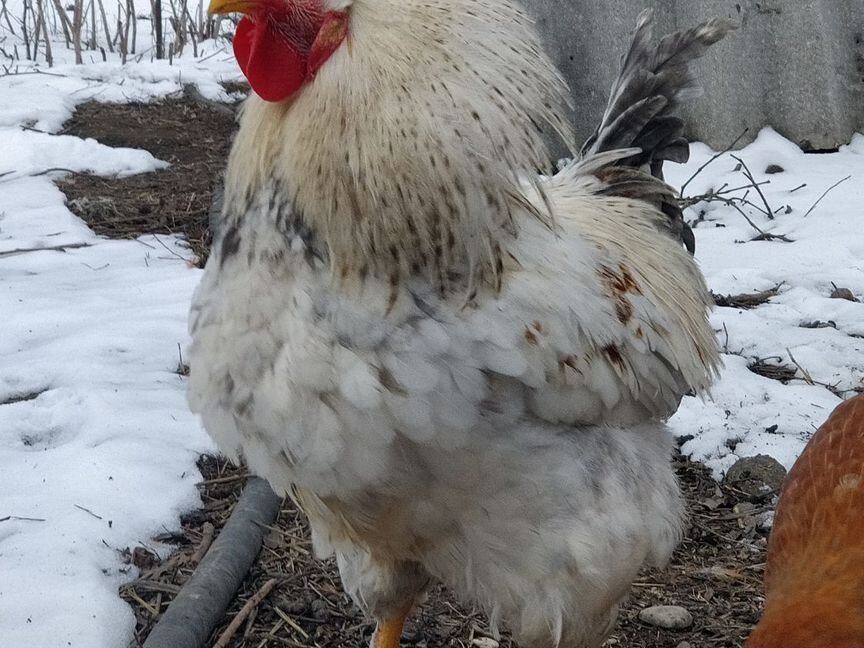 Молодые породистые петухи