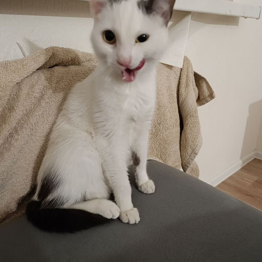 Молодая белая кошка