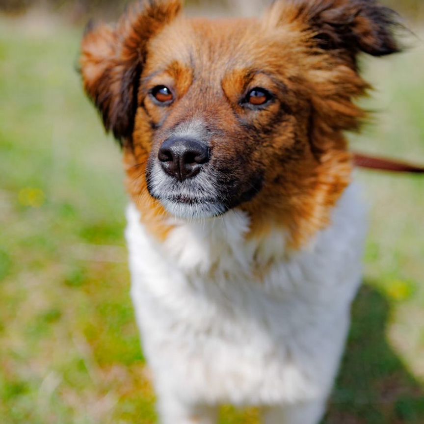 Чудесная девочка, ищет дом