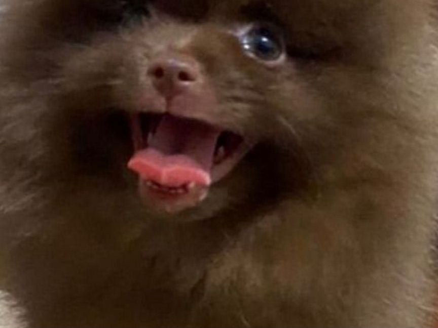 Шпицедетки