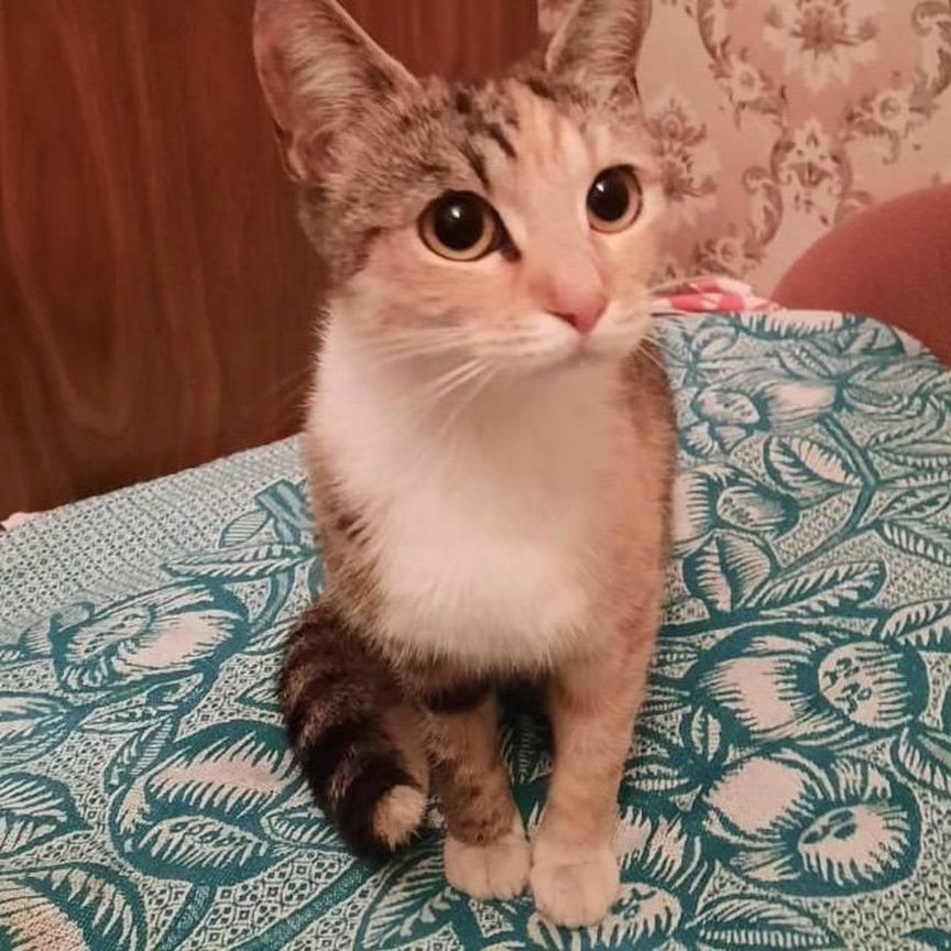 Кошки в добрые руки бесплатно