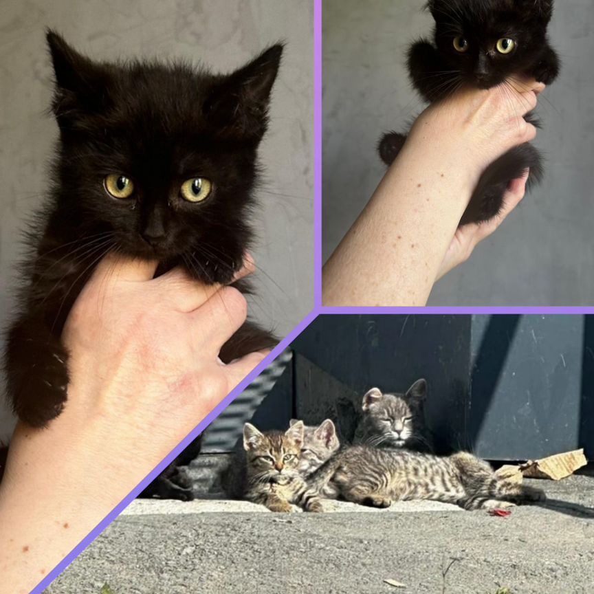 Очаровательный котенок девочка в добрые руки