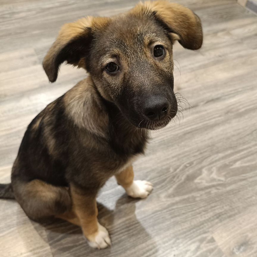 Щенок в добрые руки