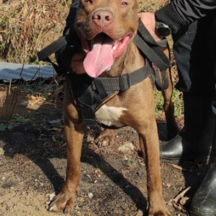 Питбуль Сириус в самые ответственные руки