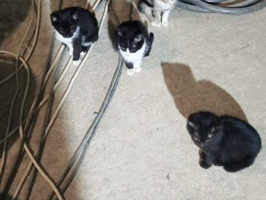 Брошенные Котята на стройке