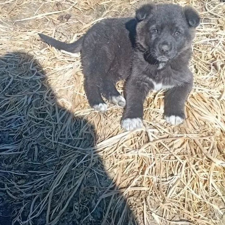 Немецкая овчарка, щенок