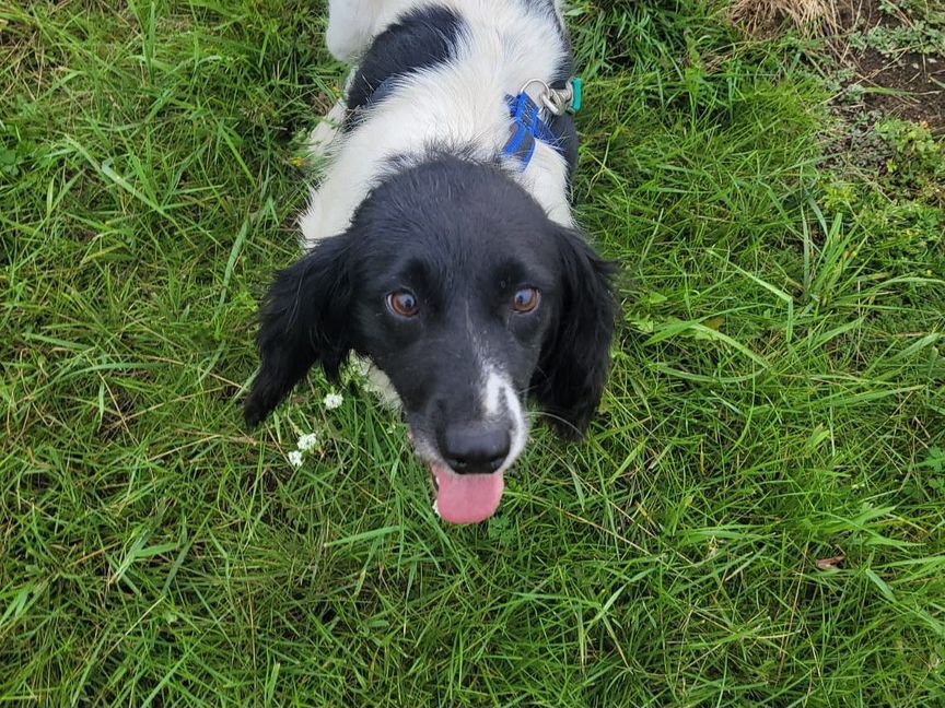 Очаровательная небольшая собака из приюта