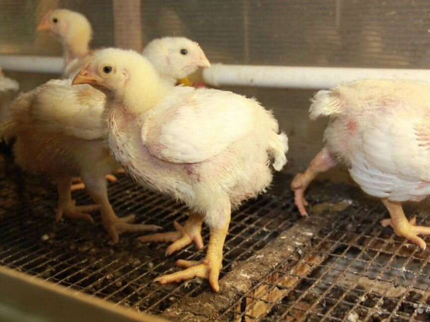 Цыплята бройлеры подрощенные
