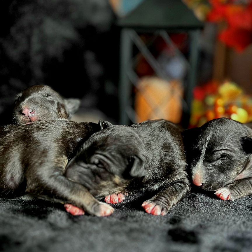 Стандартный бультерьер