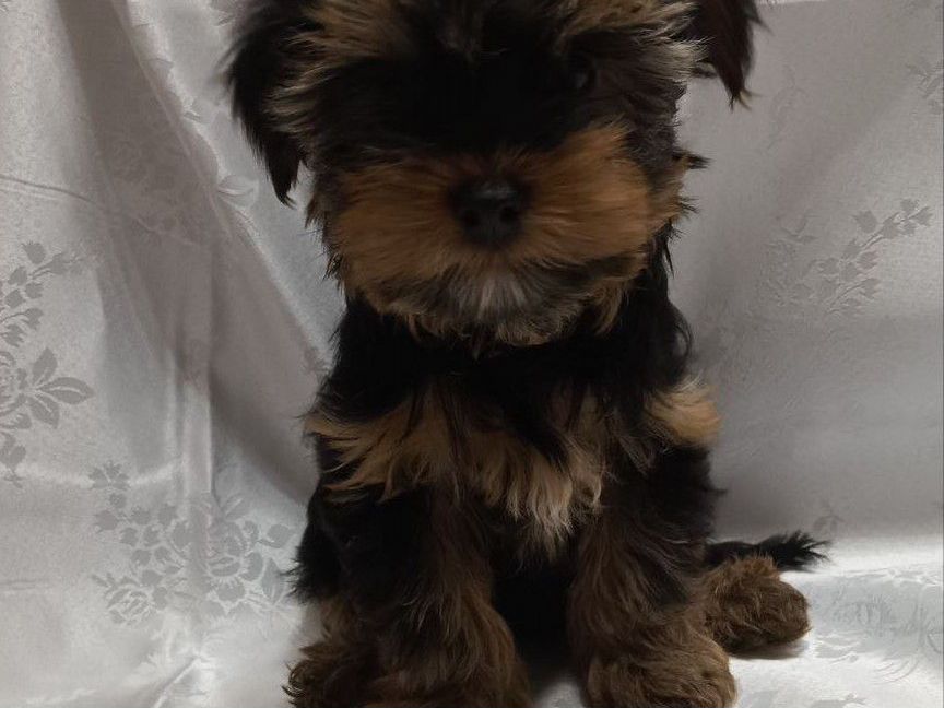 Очаровательные мальчики йоркширского терьера