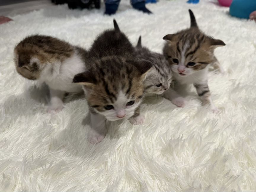 Шотландскик вислоухие котята