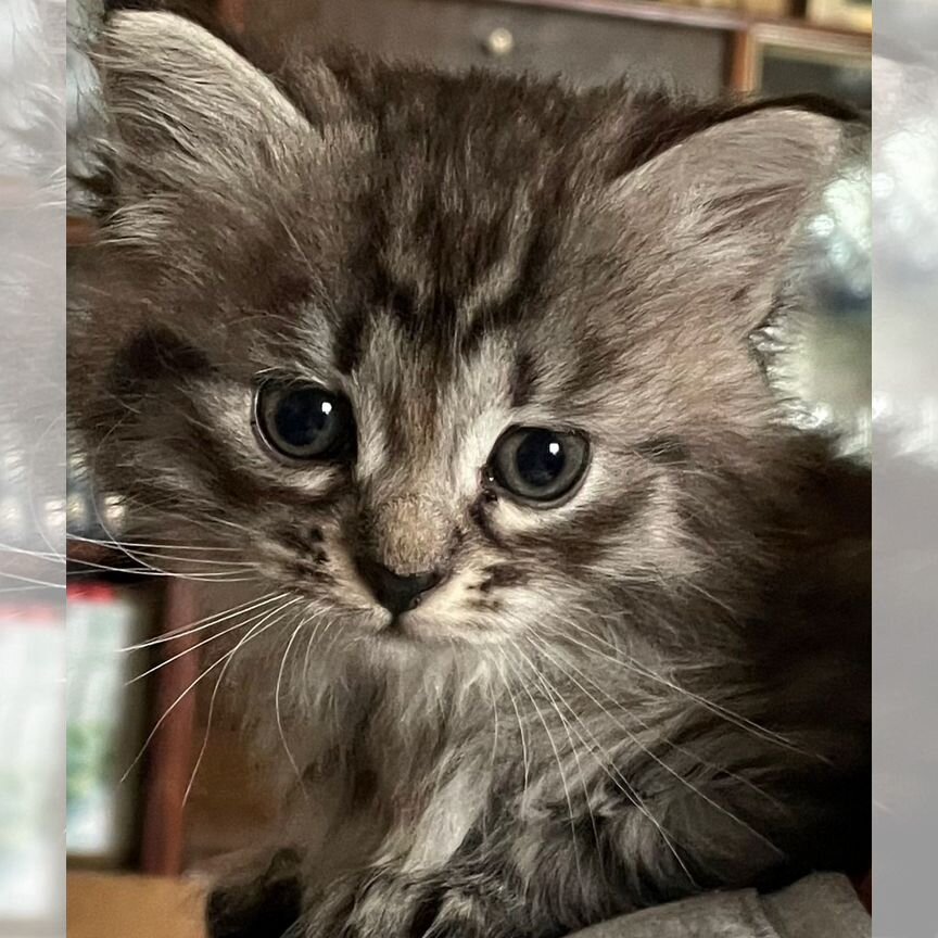 Котенок девочка в добрые руки