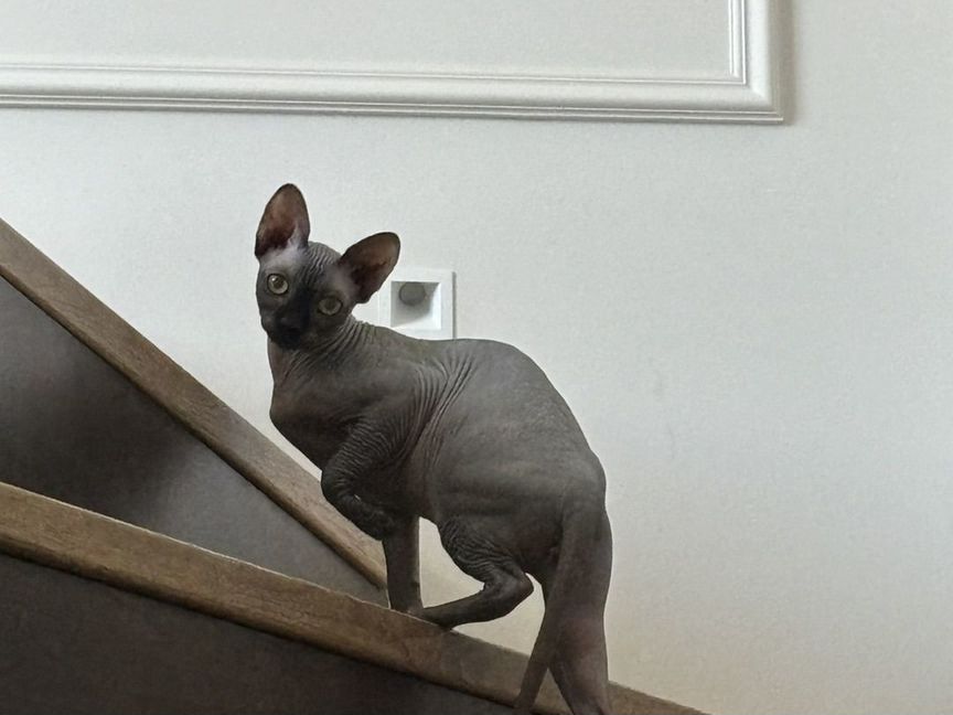 Свинск донской