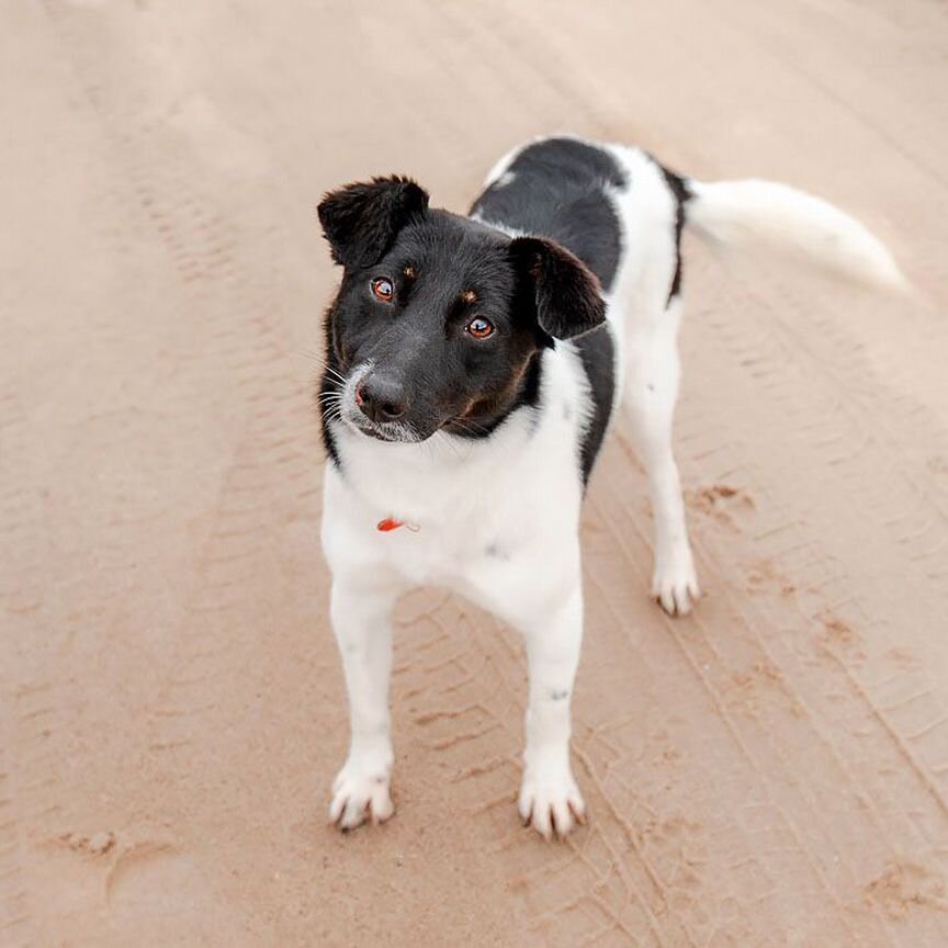 Миниатюрная Юнити ищет семью