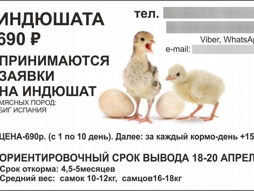 Цыплята индюшата мясных пород