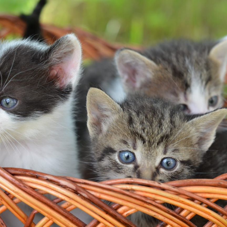 Котята в добрые руки бесплатно